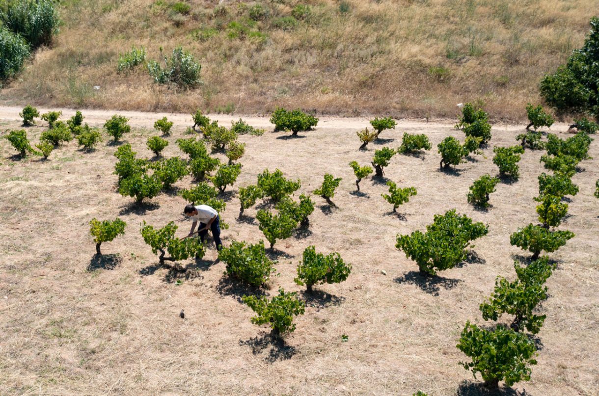 Discover PGI Markopoulo, land of Savatiano and Dionysian celebration ...