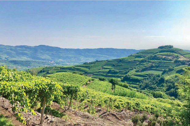 Soave - A masterclass in pioneering classicism - Decanter