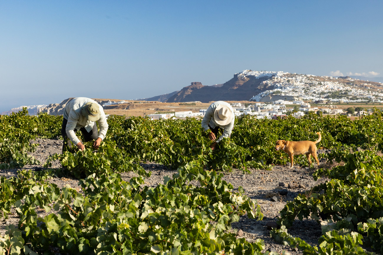 PDO, PGI and Varietal Wines from Greece – A fascinating journey of ...