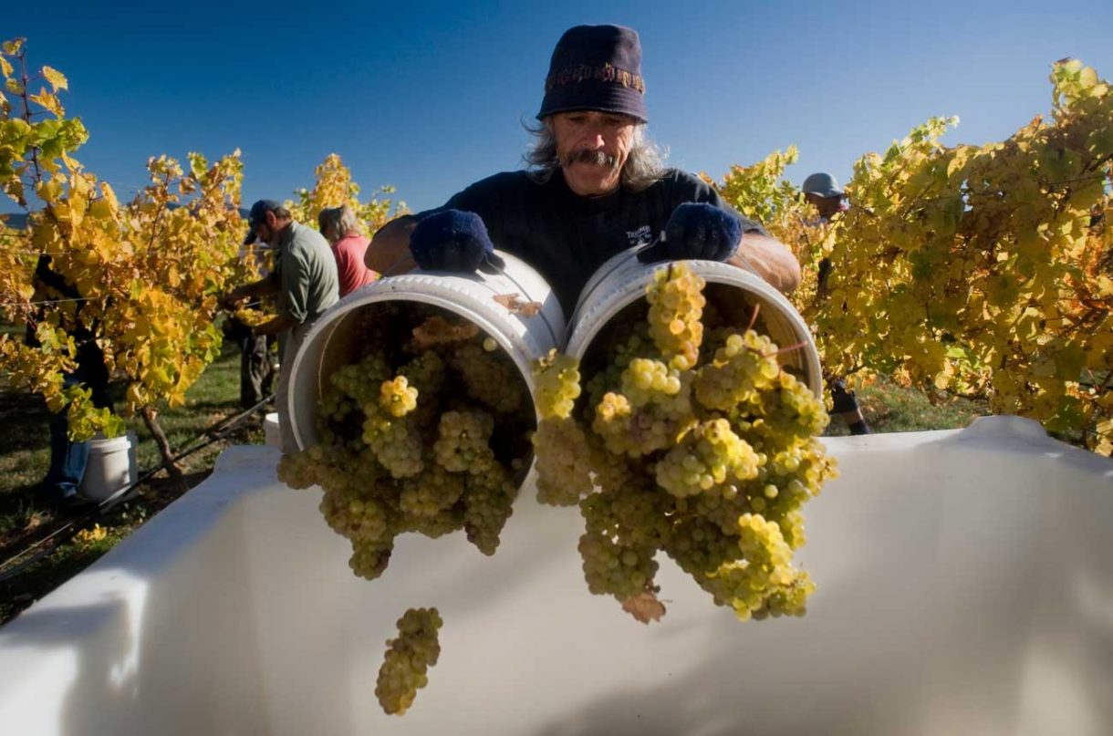 New Zealand aromatic whites: 20 top wines to discover - Decanter