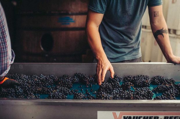 Long Island celebrates 50 years of winemaking - Decanter