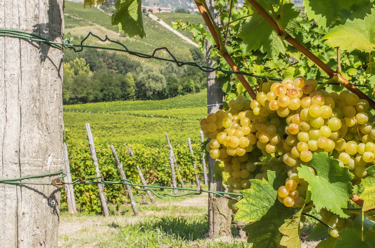 ASTI DOCG - Your perfect autumn destination - Decanter
