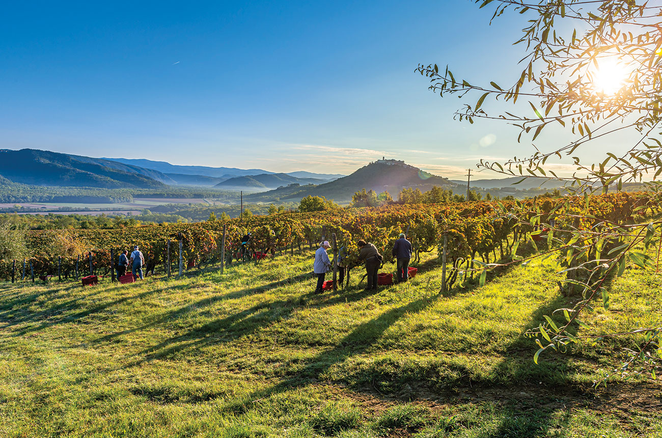 Croatia wine guide: Istria and its key grape varieties - Decanter