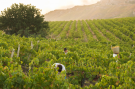 Discover Perricone: An indigenous red variety from Sicily, with eight ...