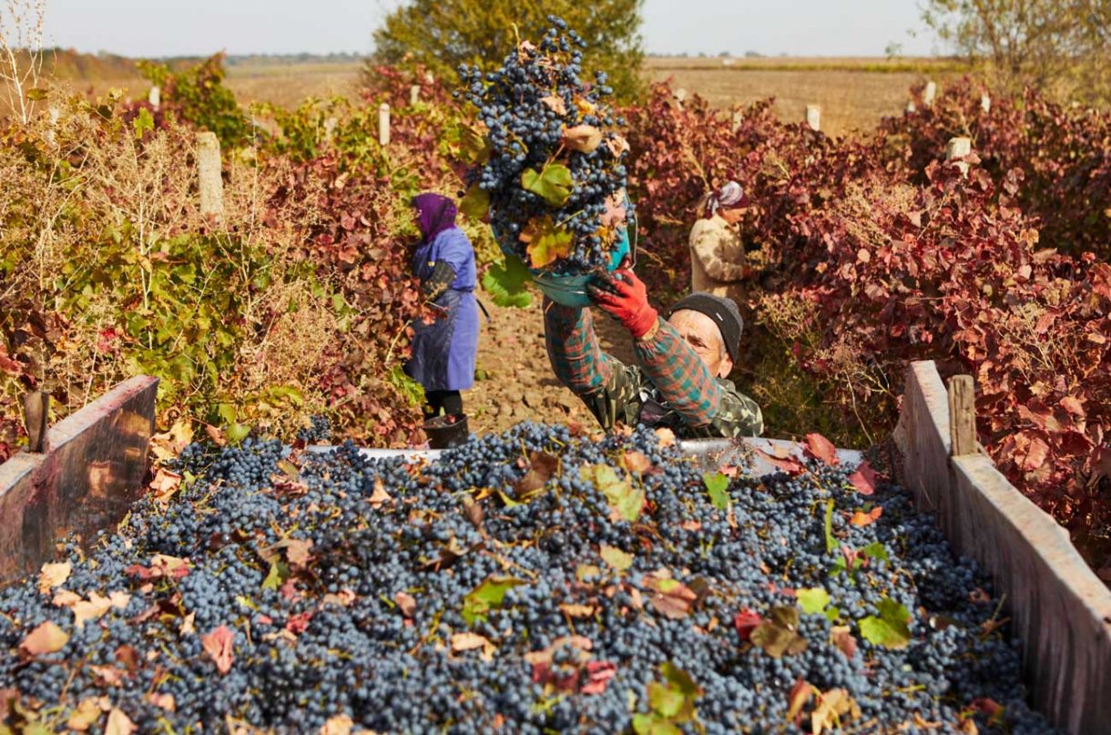 Ukraine wine harvest 2023: Sipping resilience - Decanter