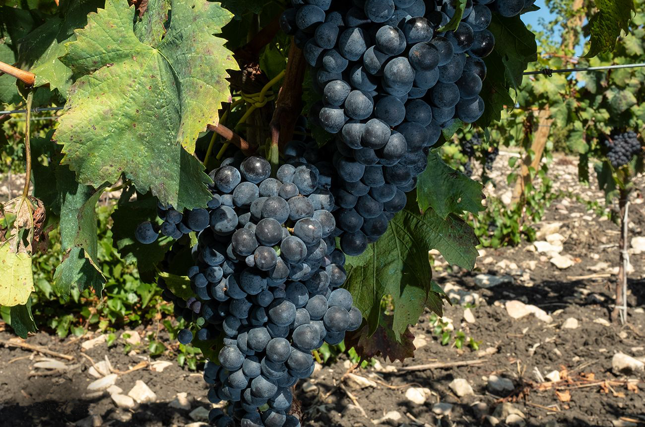 Discover Perricone: An indigenous red variety from Sicily, with eight ...