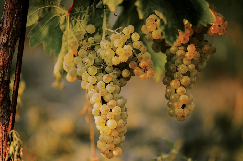 Croatia guide: wine regions beyond Istria - Decanter