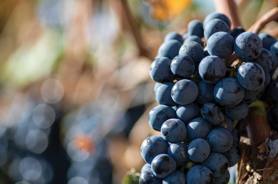 Croatia wine guide: Istria and its key grape varieties - Decanter