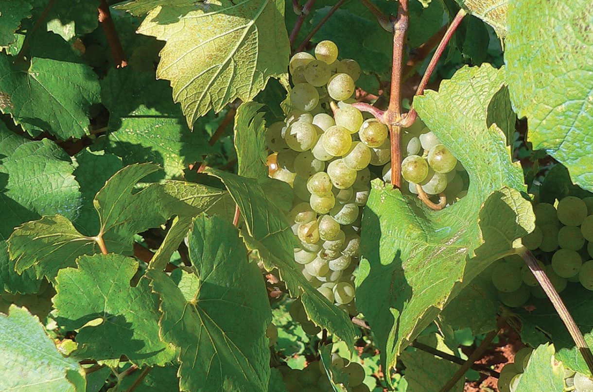 Croatia wine guide: Istria and its key grape varieties - Decanter