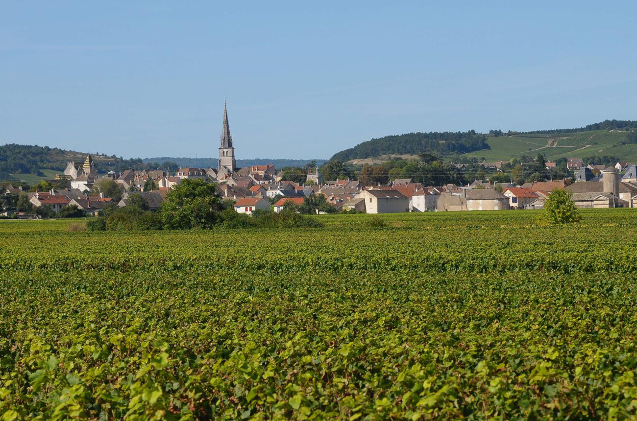 Meursault: Regional profile & 33 wines tasted - Decanter