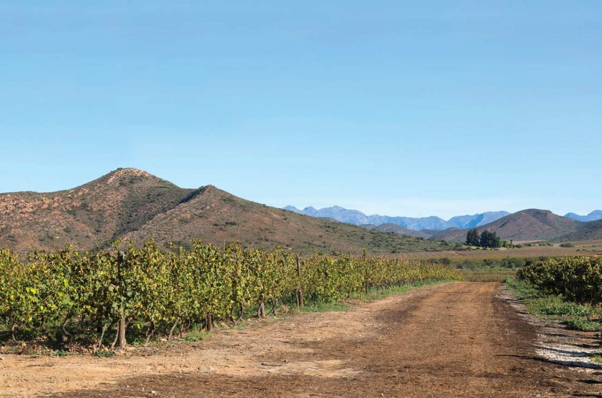 Cap Classique: South Africa's sparkling wine success story - Decanter
