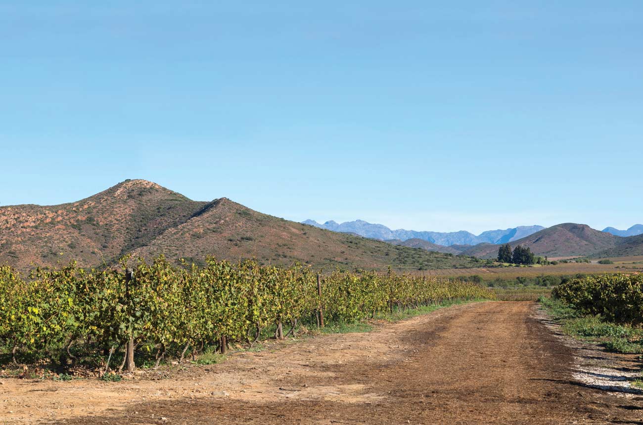 Cap Classique: South Africa's sparkling wine success story - Decanter