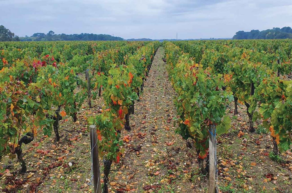 Expert’s choice: Moulis & Listrac - Decanter