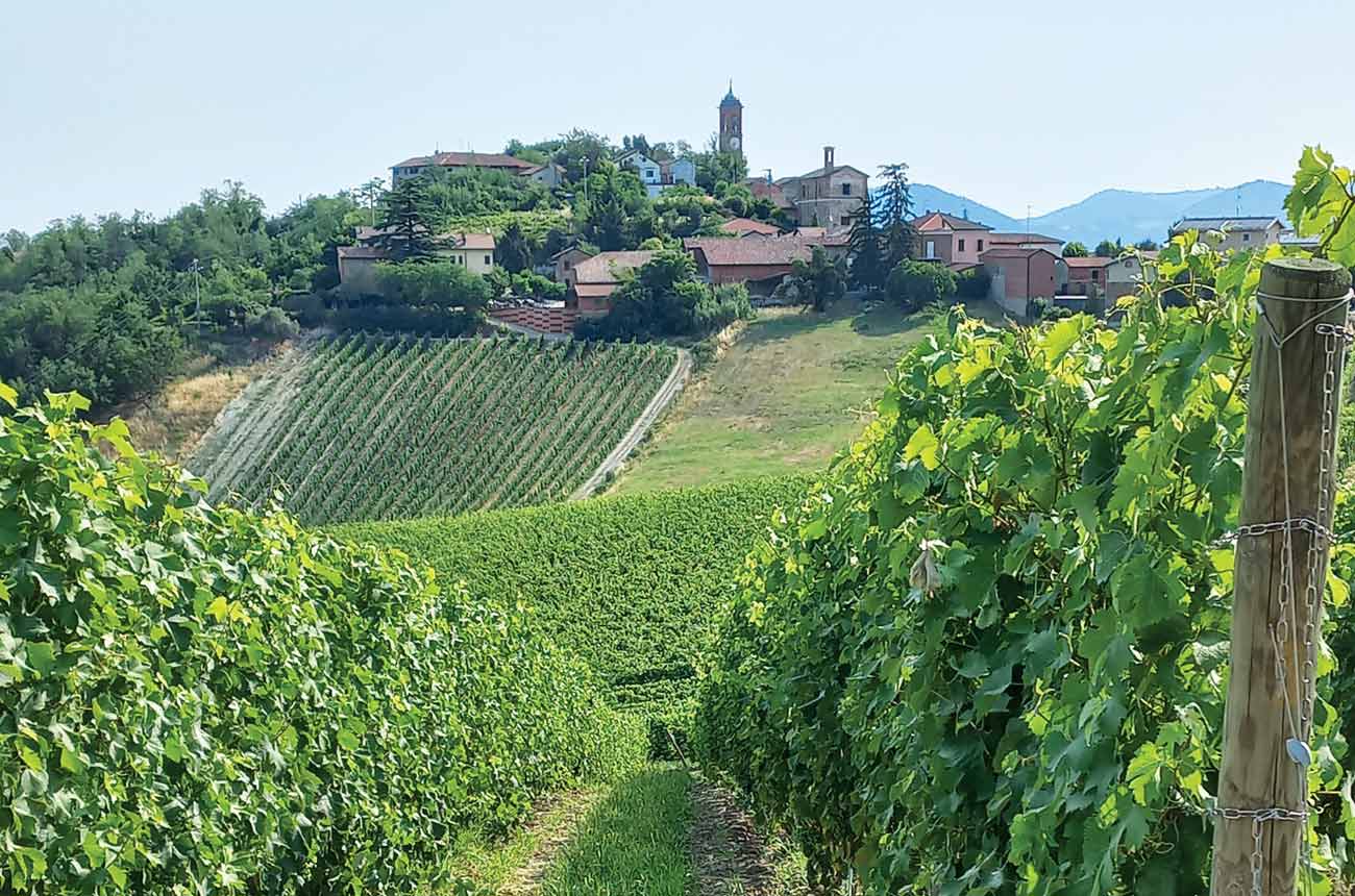 Timorasso: Piedmont's new flagship white? - Decanter