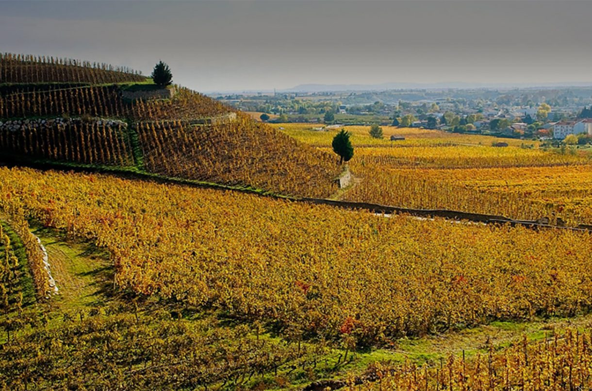 Northern Rhône 2022: Full report and top-scoring wines - Decanter