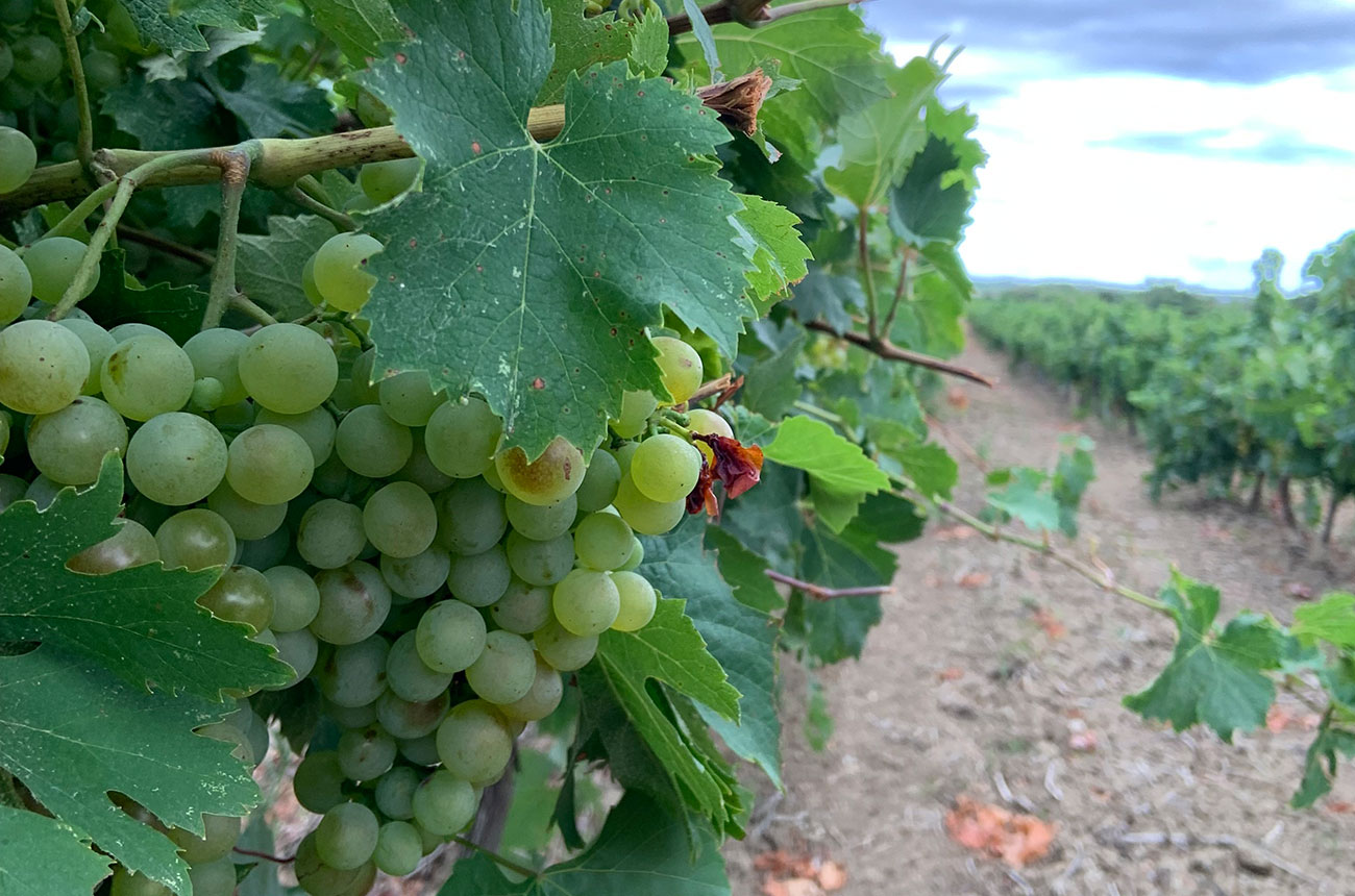Picpoul de Pinet report 2023: Latest releases tasted - Decanter