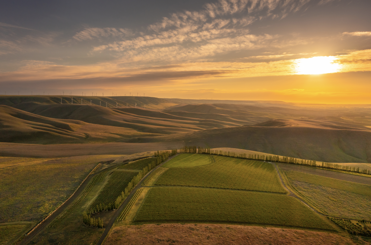 Walla Walla Valley 2020: Vintage review and top wines - Decanter