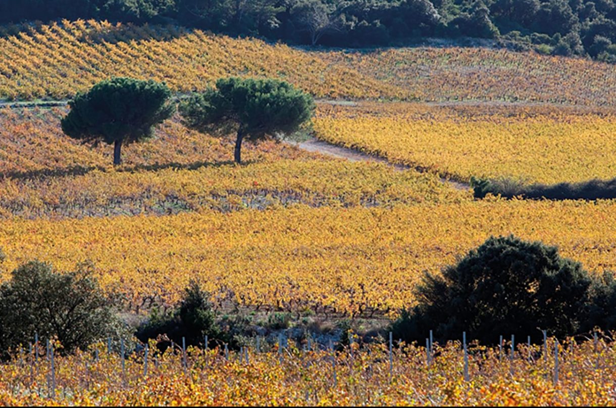 Lirac & Tavel 2022: report and top-scoring wines - Decanter