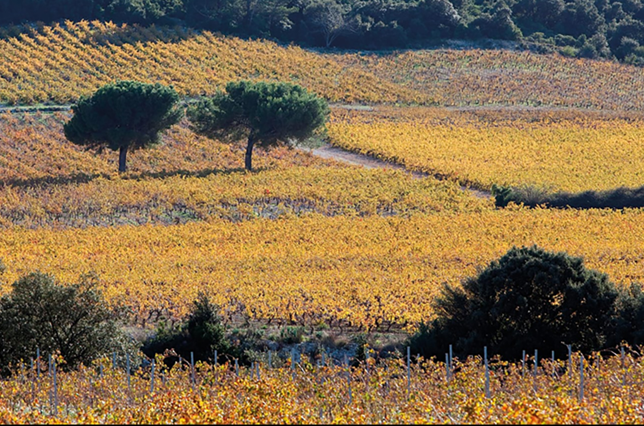 Lirac & Tavel 2022: report and top-scoring wines - Decanter