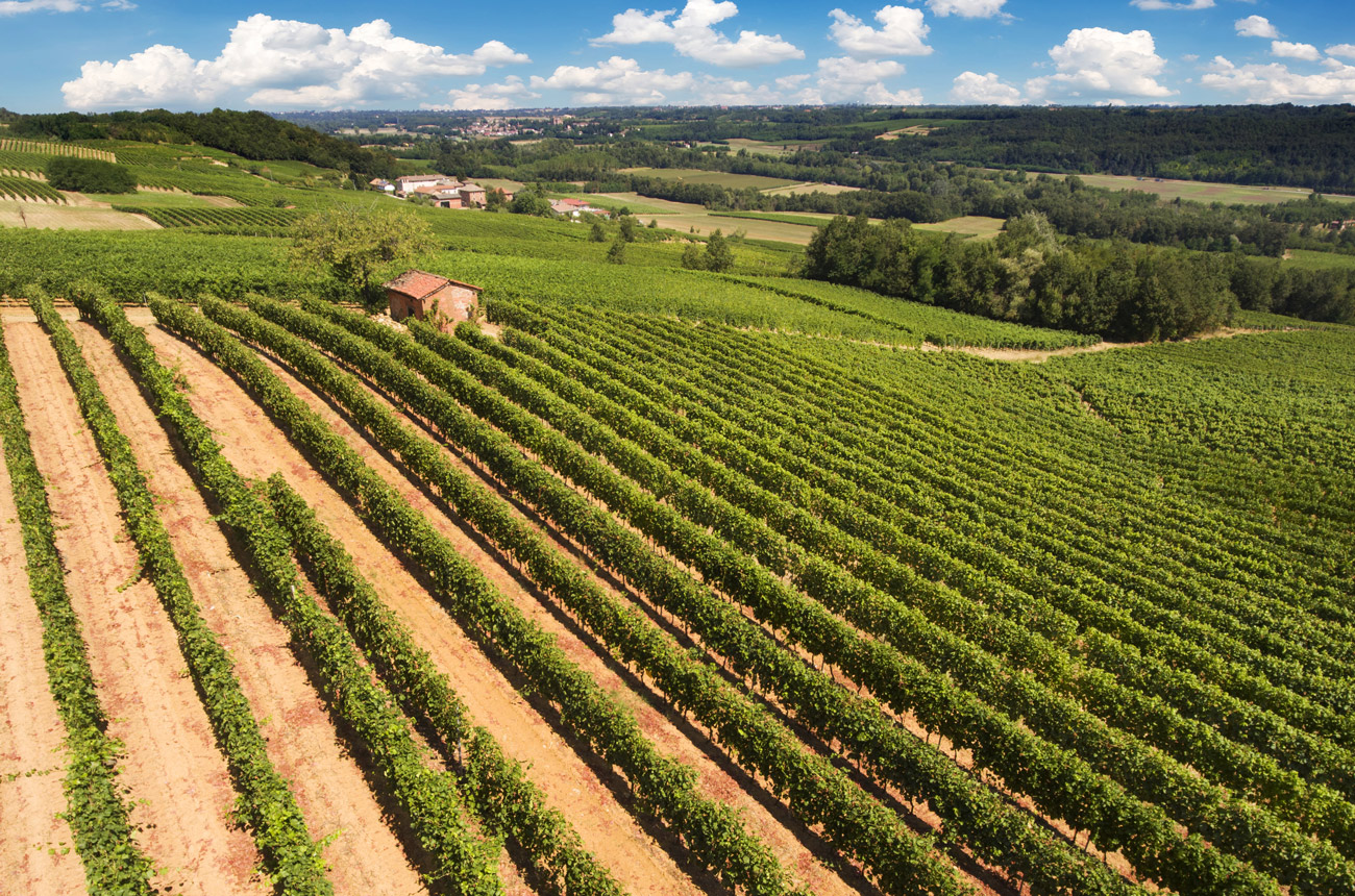 Vite Colte's Gavi DOCG wines - Championing the great whites of Piedmont ...