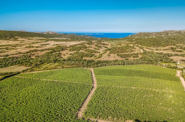 Capichera - A Sardinian dream continues - Decanter
