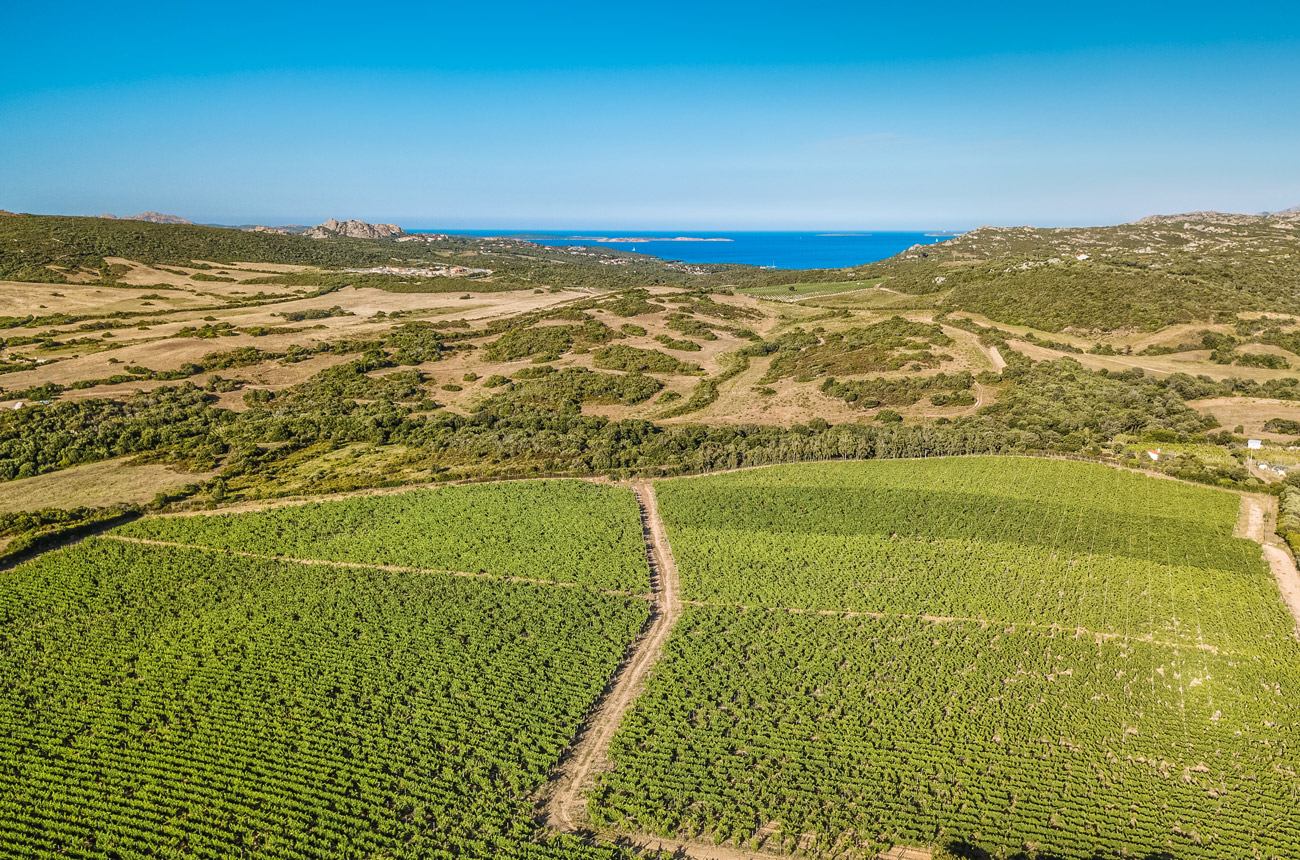 Capichera - A Sardinian dream continues - Decanter