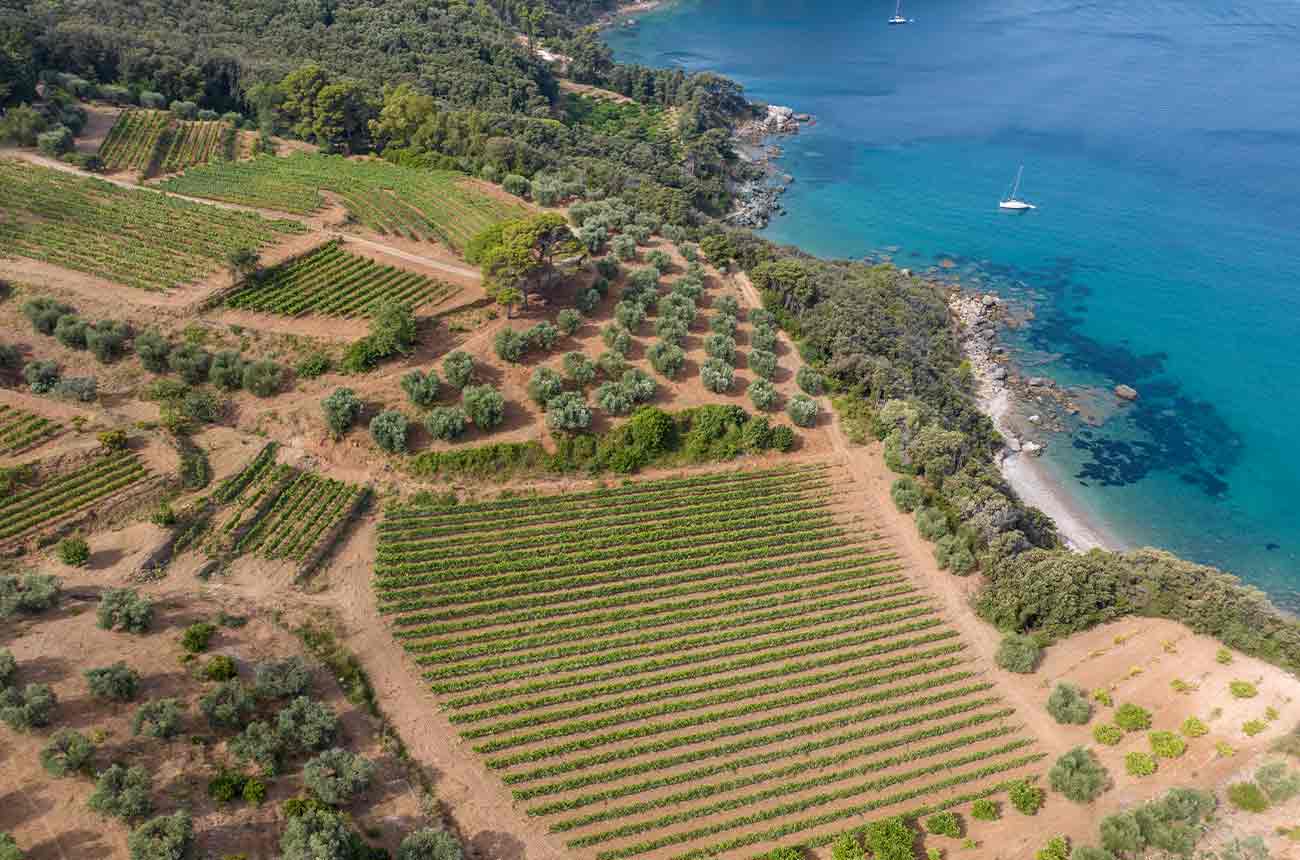 Maremma Toscana DOC - Unrivalled terroir on the shores of the ...