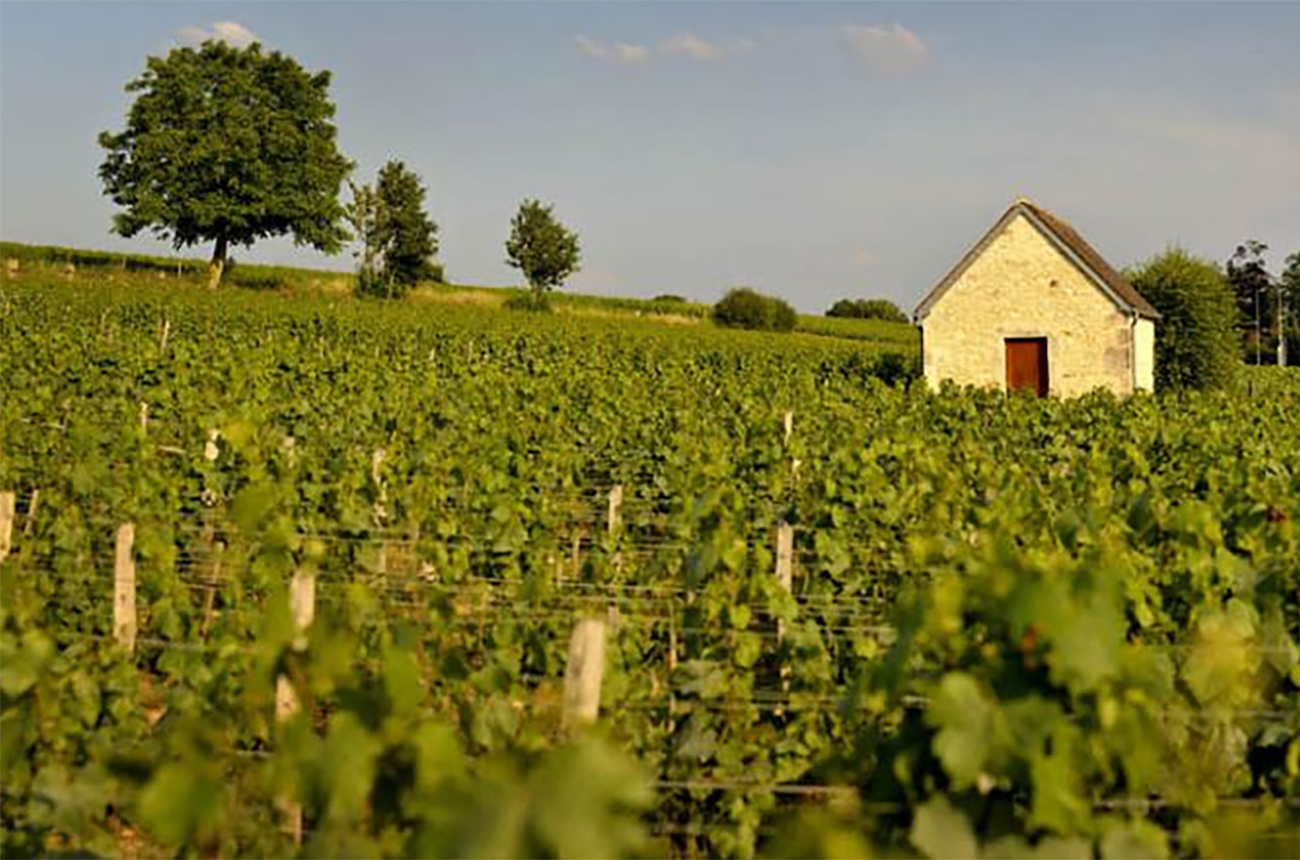 Grand Cru Chablis 2022: Top-scoring wines - Decanter