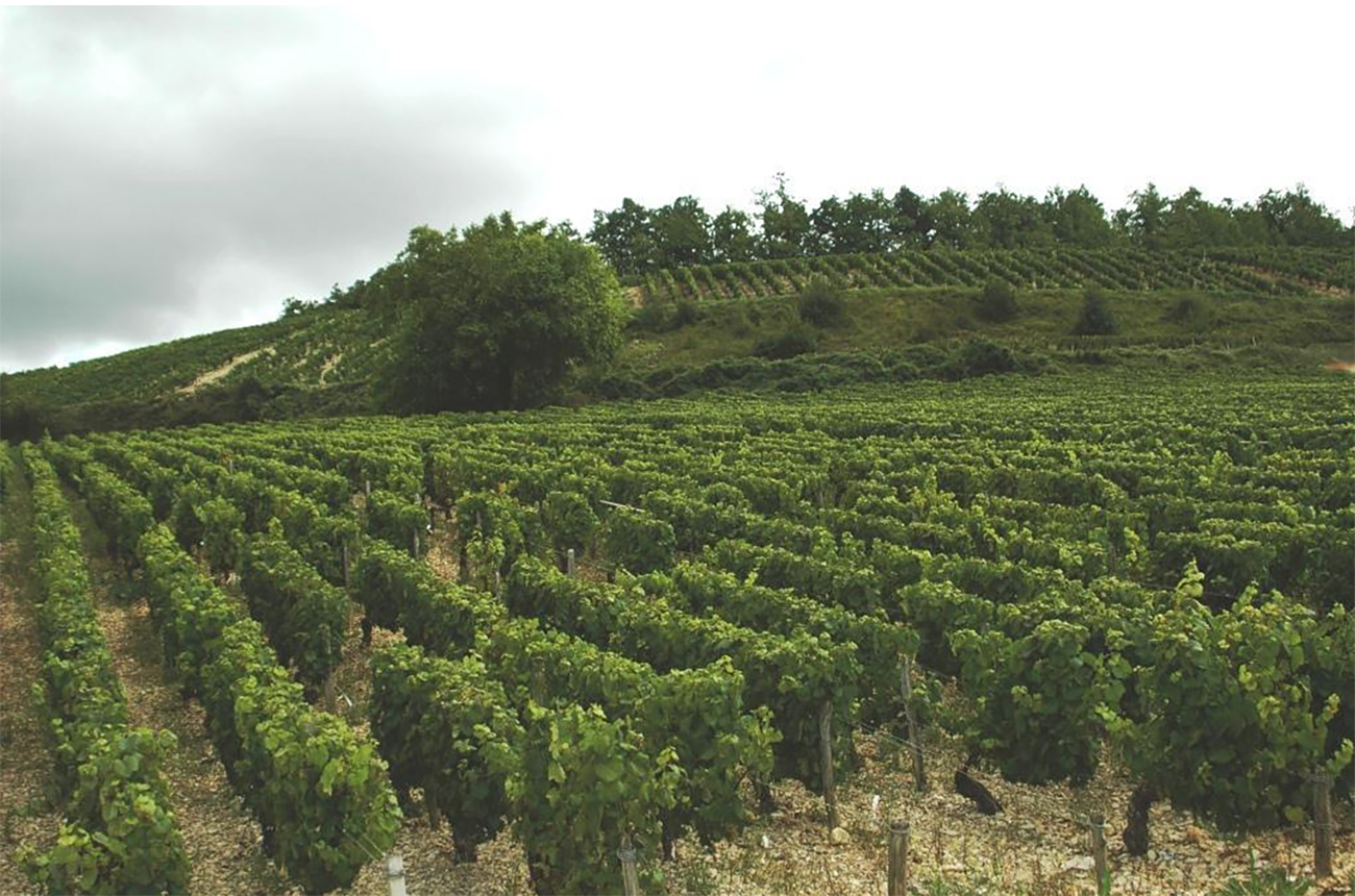 Premier Cru Chablis 2022: Top-scoring wines - Decanter