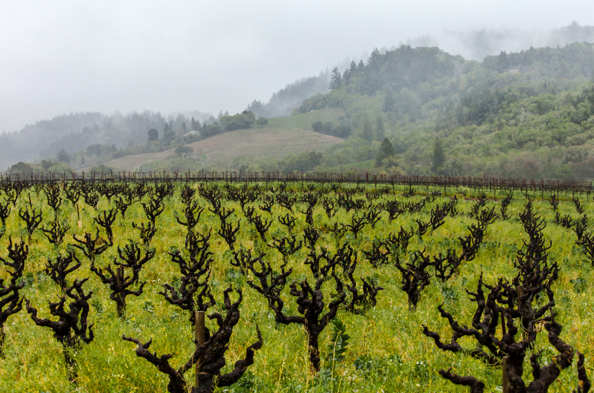 American Zinfandel on Zinfandel Day - Decanter