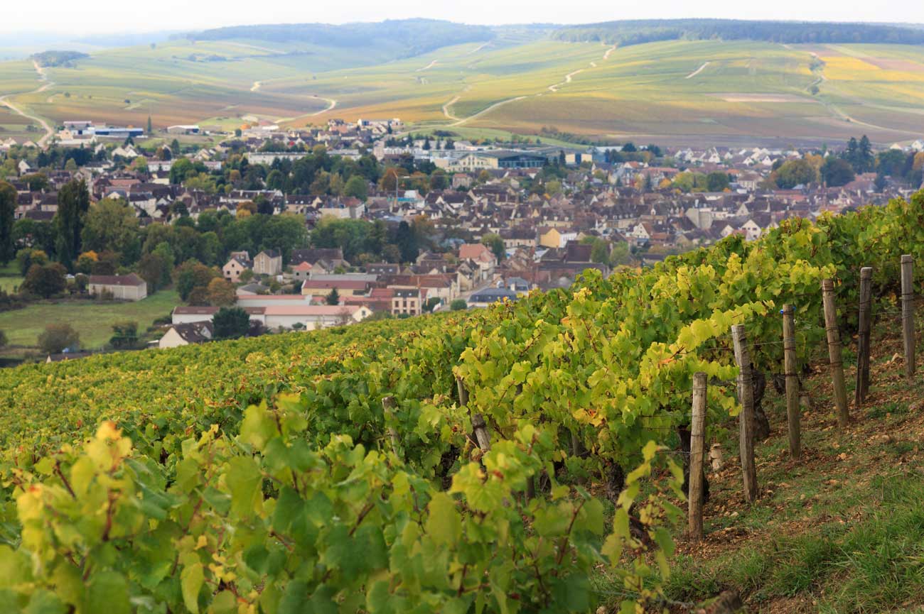 Chablis 2022: Full vintage report and top-scoring wines - Decanter