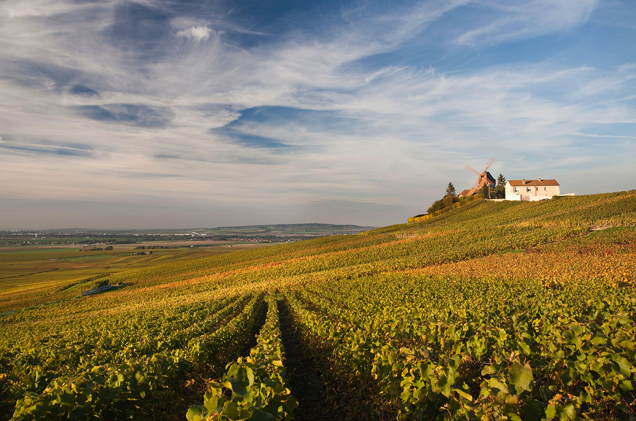 Regional profile: Champagne's Montagne de Reims - Decanter
