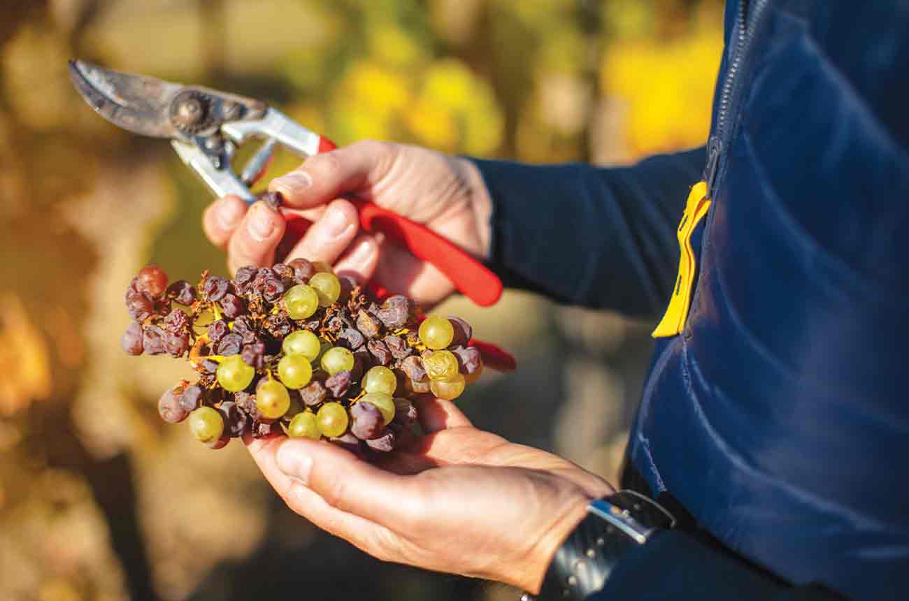 All about Aszú - Decanter