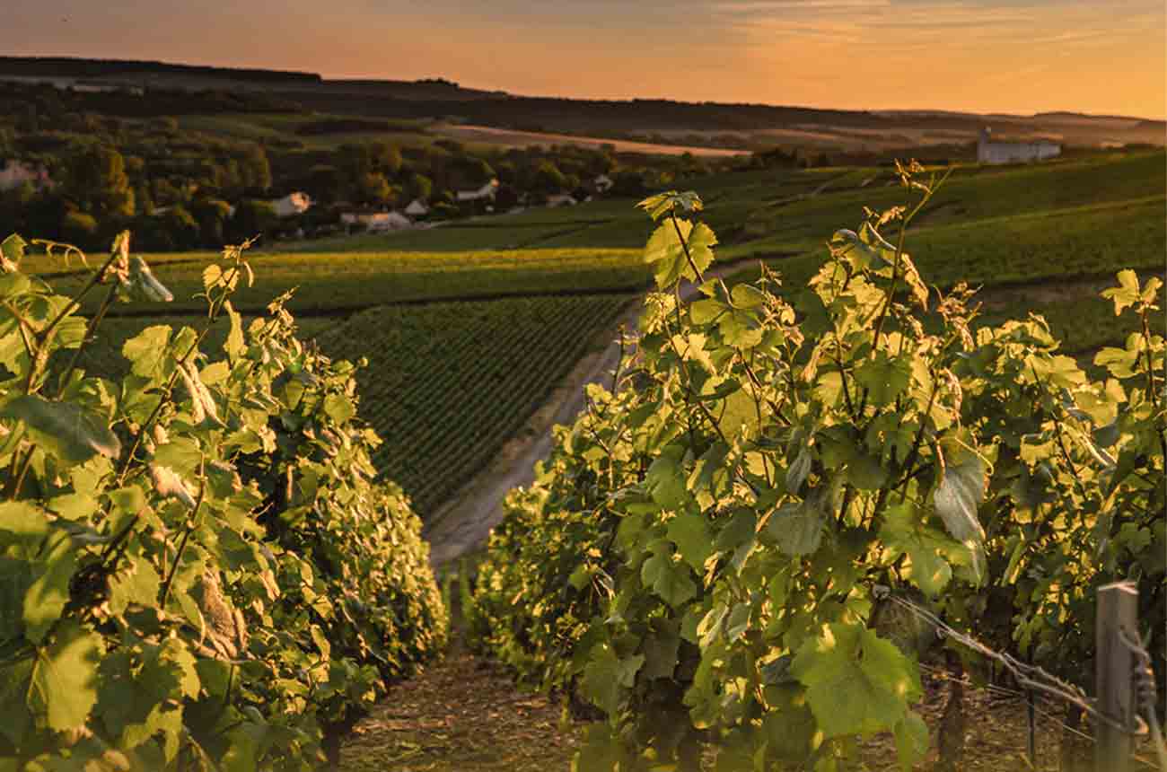 Purcari Wineries Group - Looking to the future, with a focus on ...