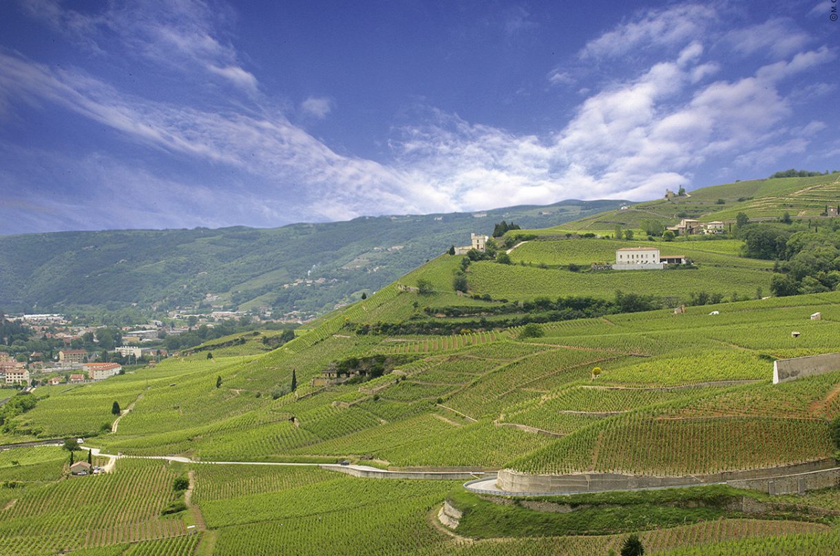 Matt Walls: M Chapoutier Chante-Alouette vertical tasting - Decanter