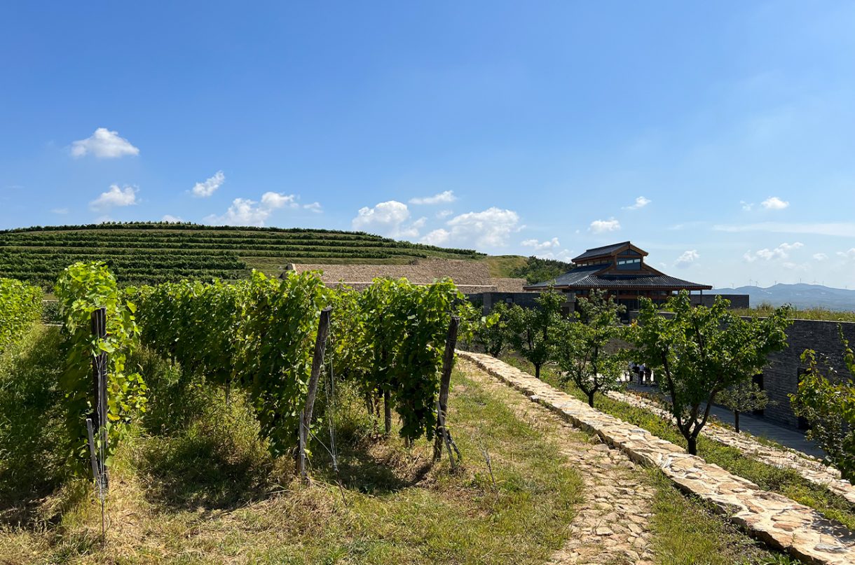 The rise of Asian wines: Through the lens of Decanter World Wine Awards ...