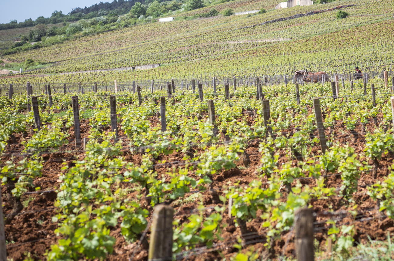 Best value Burgundy 2022 wines en primeur - Decanter