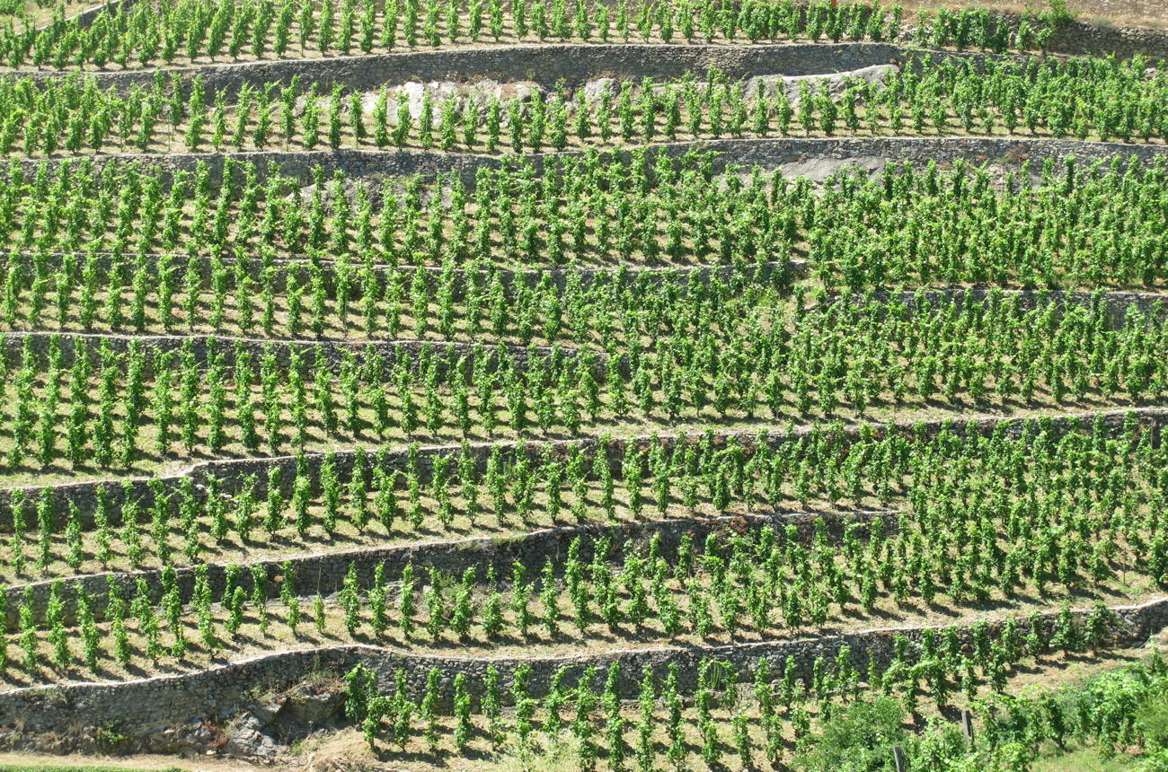 Walls: M Chapoutier Hermitage Monier de la Sizeranne vertical - Decanter