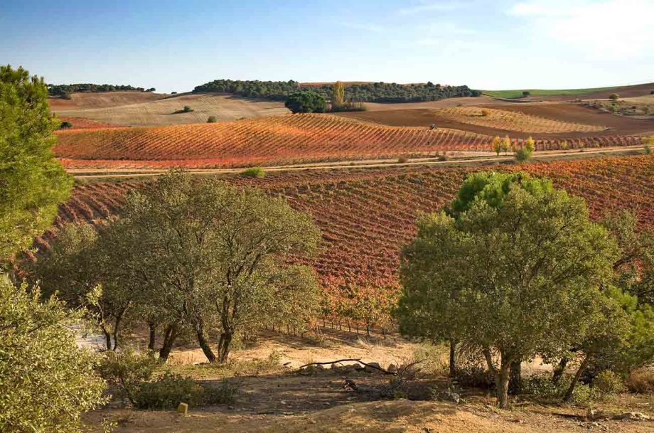 Toro, a historical DO for the future - Decanter
