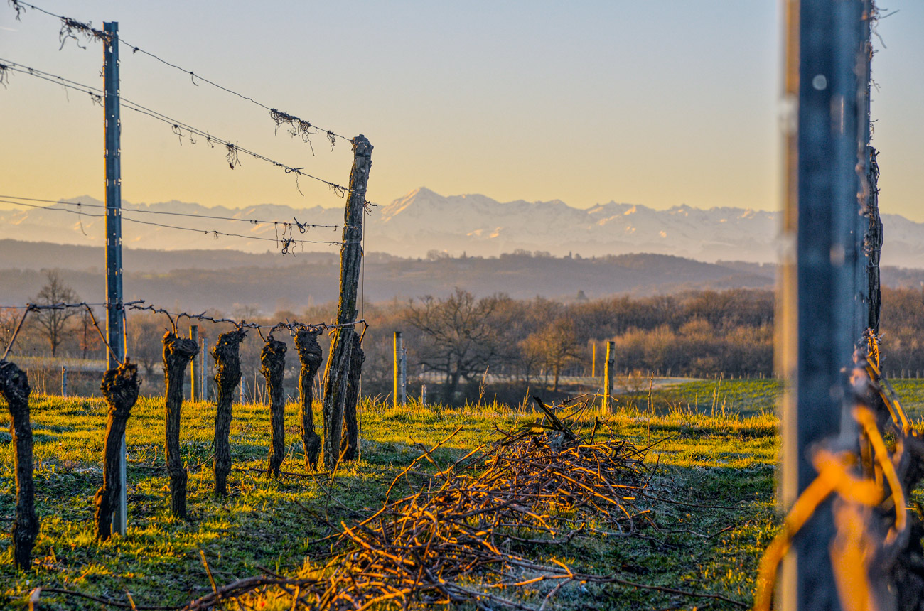 Plaimont - Where the past holds the answer to the future - Decanter