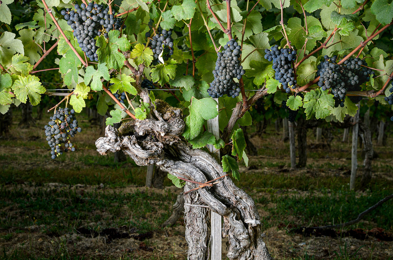 Plaimont - Where the past holds the answer to the future - Decanter