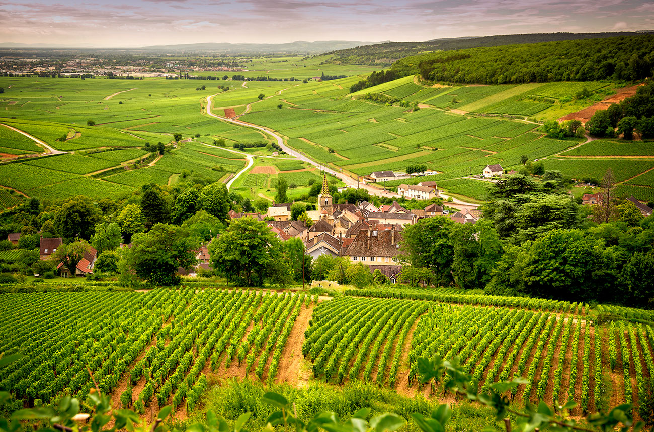 Demand for Burgundy 2022 wines better than expected – Liv-ex - Decanter