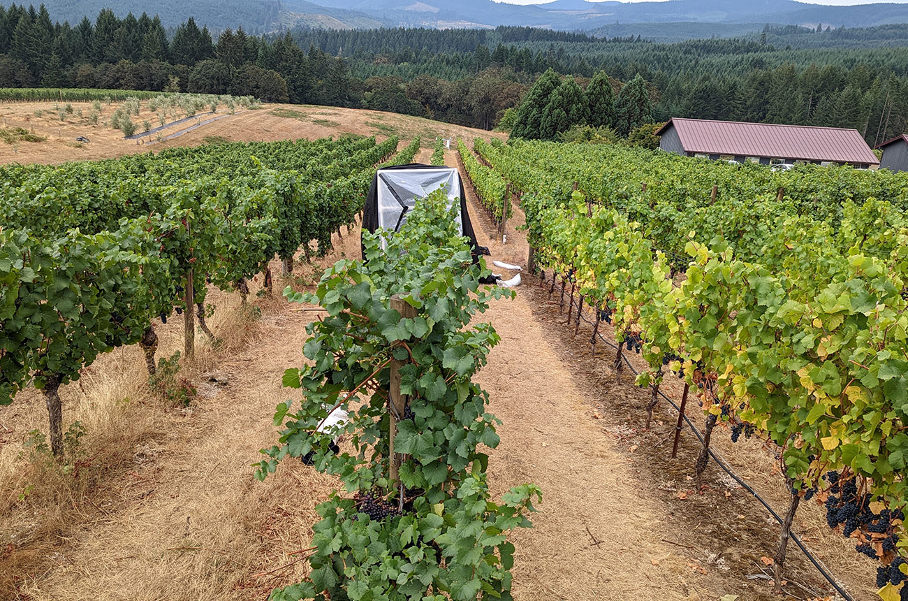 Spray to prevent wildfire smoke taint in wine shows promise - Decanter