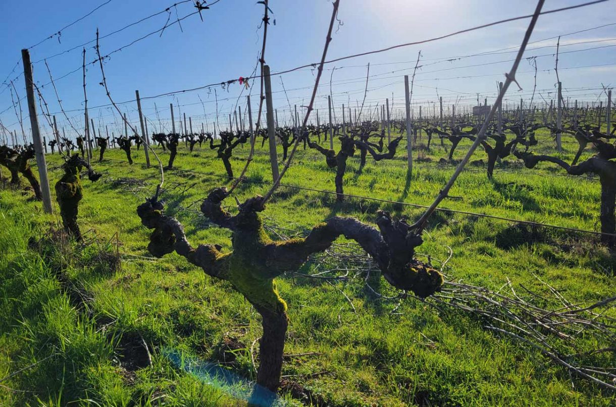 Oregon's Willamette Valley is a special place for Riesling - Decanter