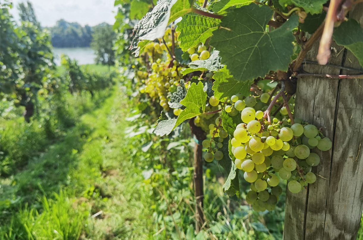 German Riesling: A buying guide for beginners - Decanter