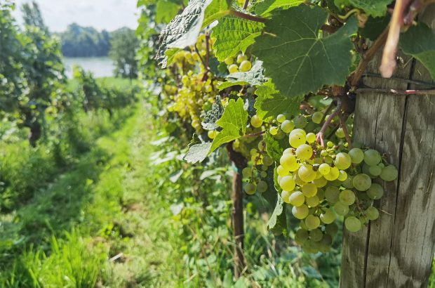 German Riesling: A buying guide for beginners - Decanter