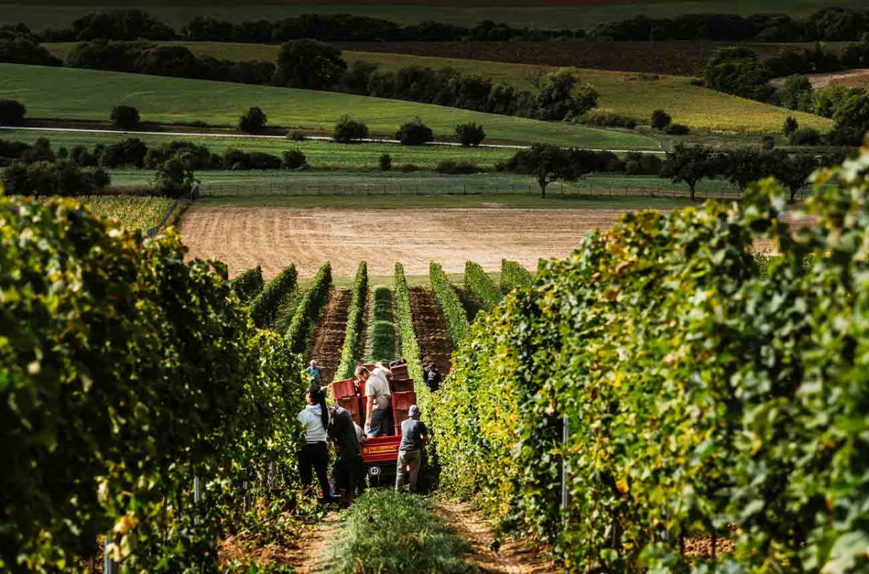 Discovering Slovakia's wine regions - Decanter