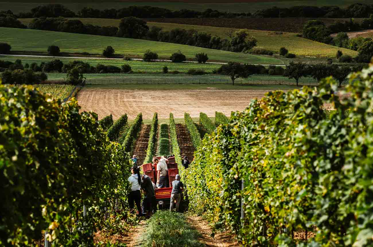 Discovering Slovakia's wine regions - Decanter