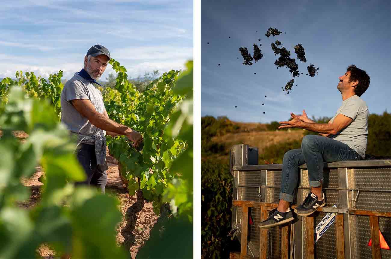 Viñedos El Pacto – Back to the roots - Decanter