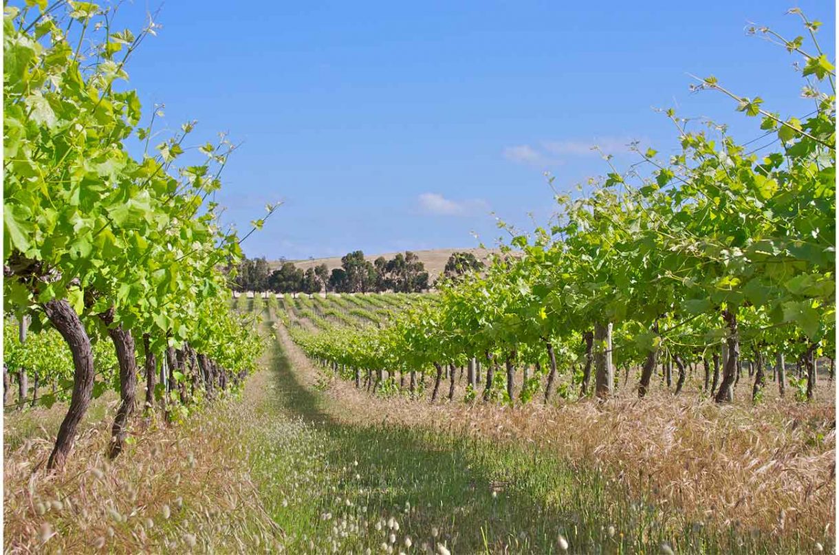 Katherine Cole: ‘Steiner’s biodynamic viticulture thrives, despite ...